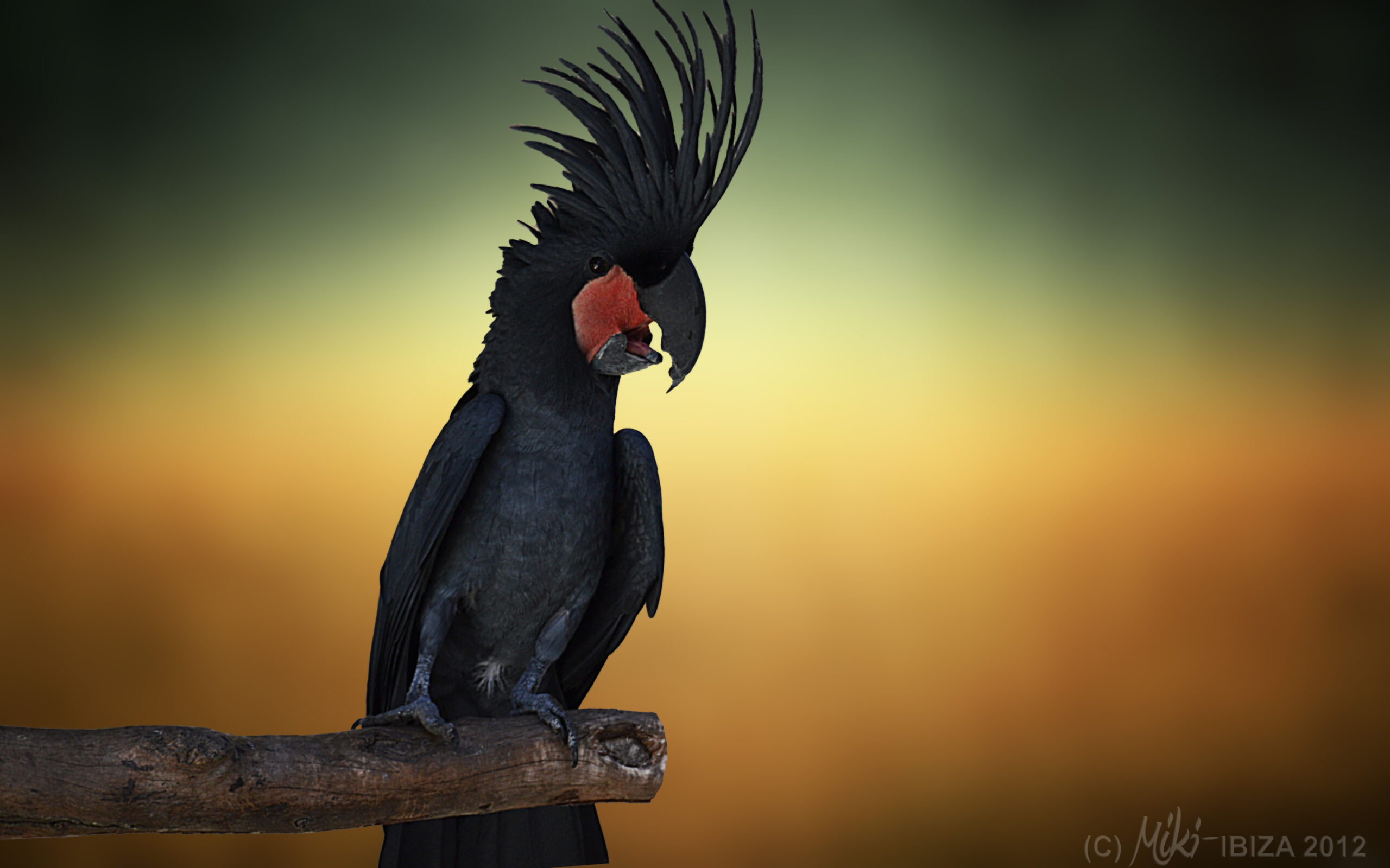 Cacatúa : Todo sobre esta ave, características y hábitat | Mundo Aves